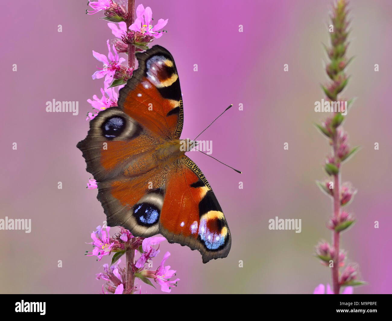 Peacock purple hi-res stock photography and images - Alamy