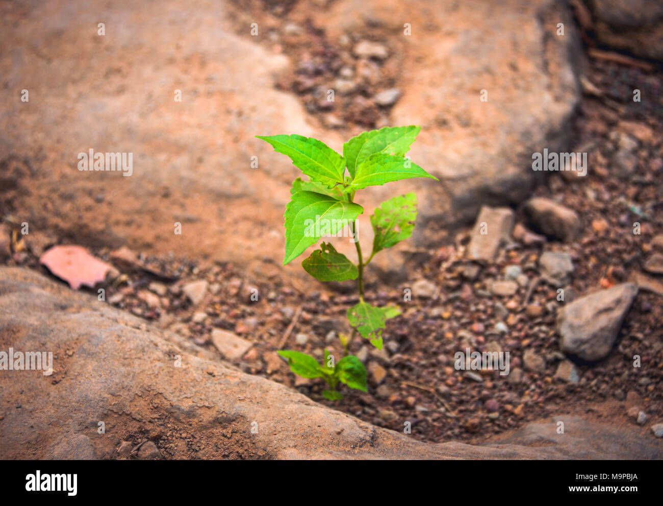 Young plant sprouting from hi-res stock photography and images - Alamy