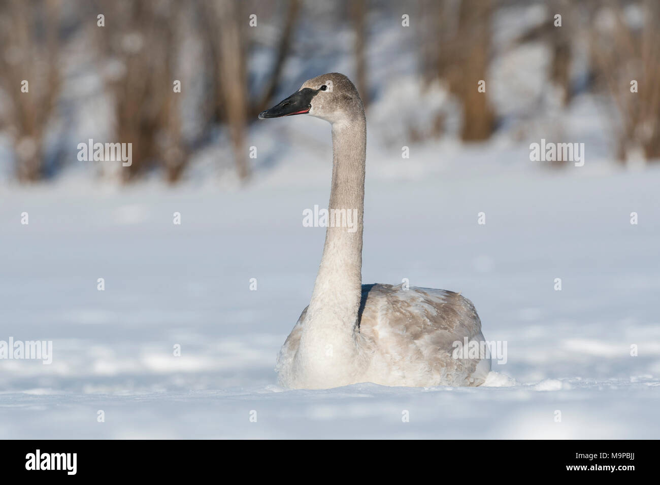 Immature Trumpeter swan (Cygnus buccinator) resting on St. Croix River ...
