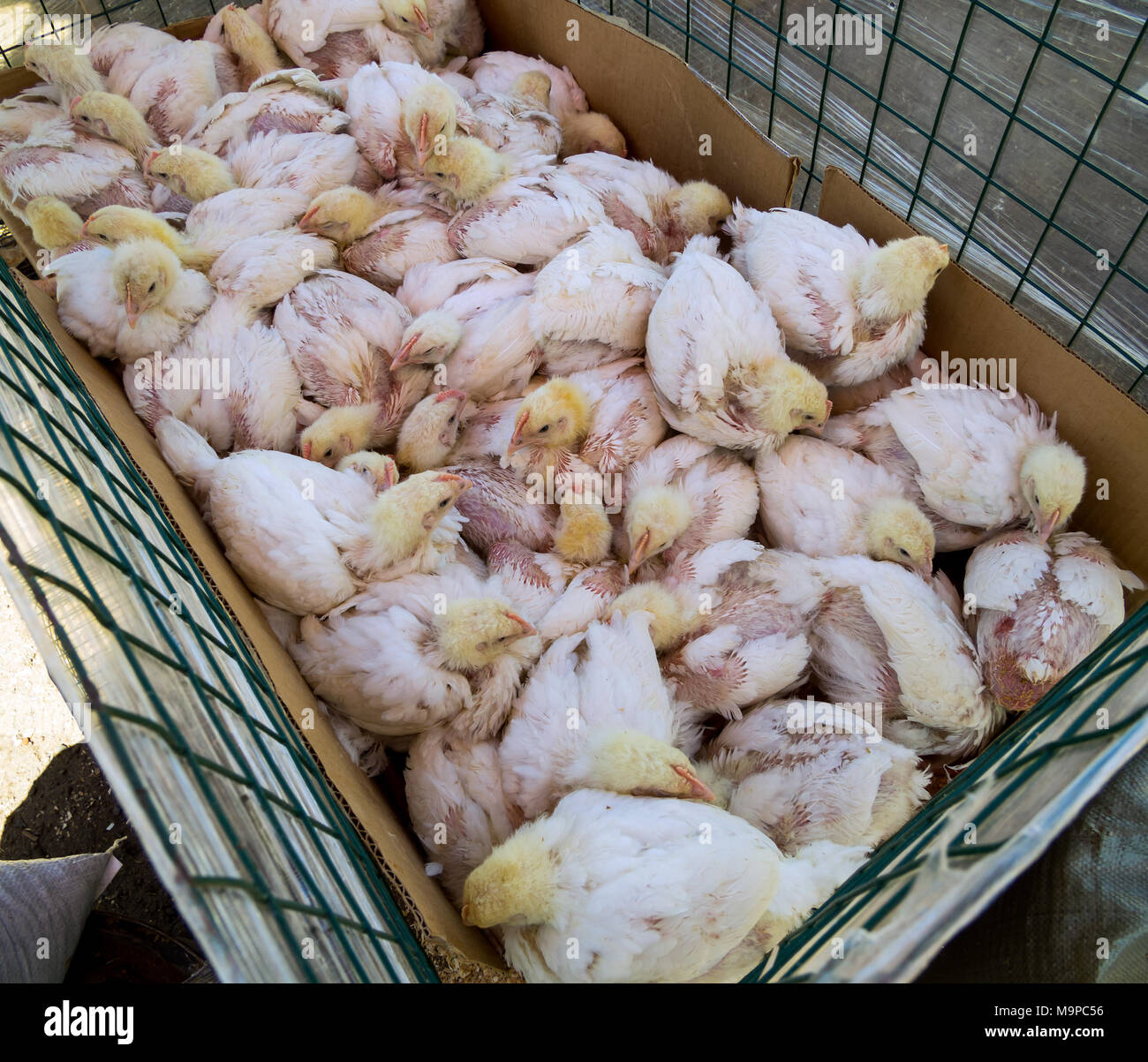 No feathers hi-res stock photography and images - Alamy