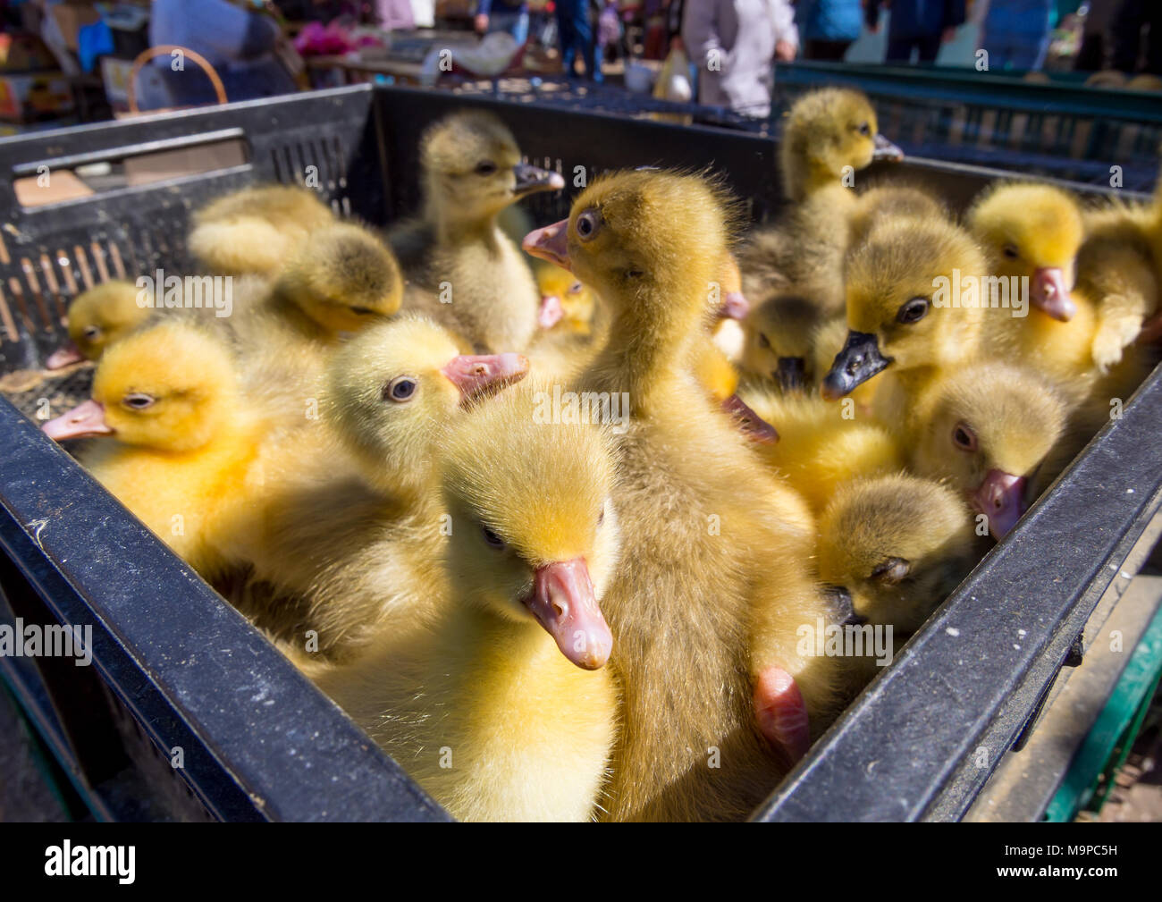 Plastic bird cage hi-res stock photography and images - Alamy