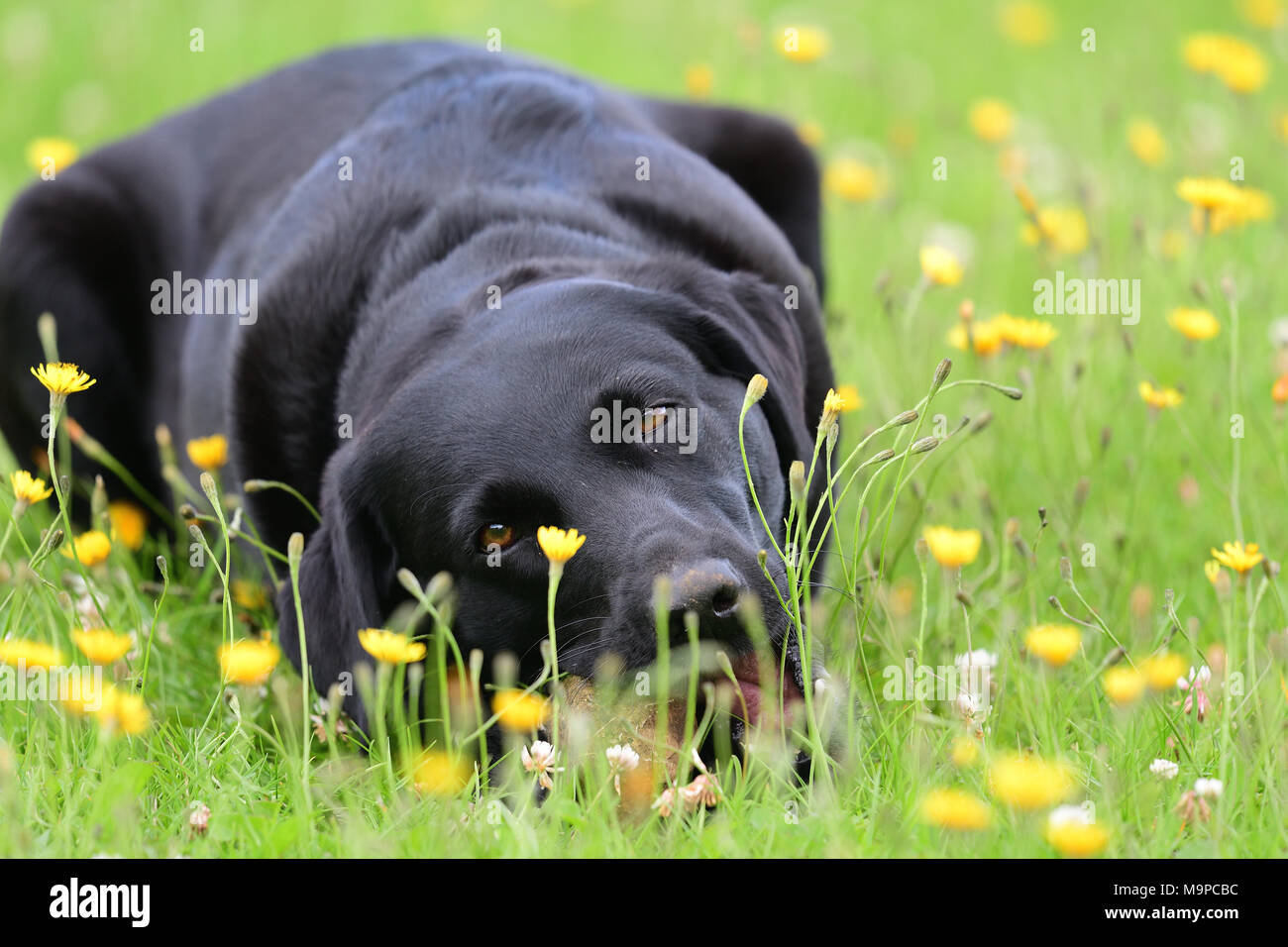 Low angle view of a young black Labrador chewing a stone in a grassy ...