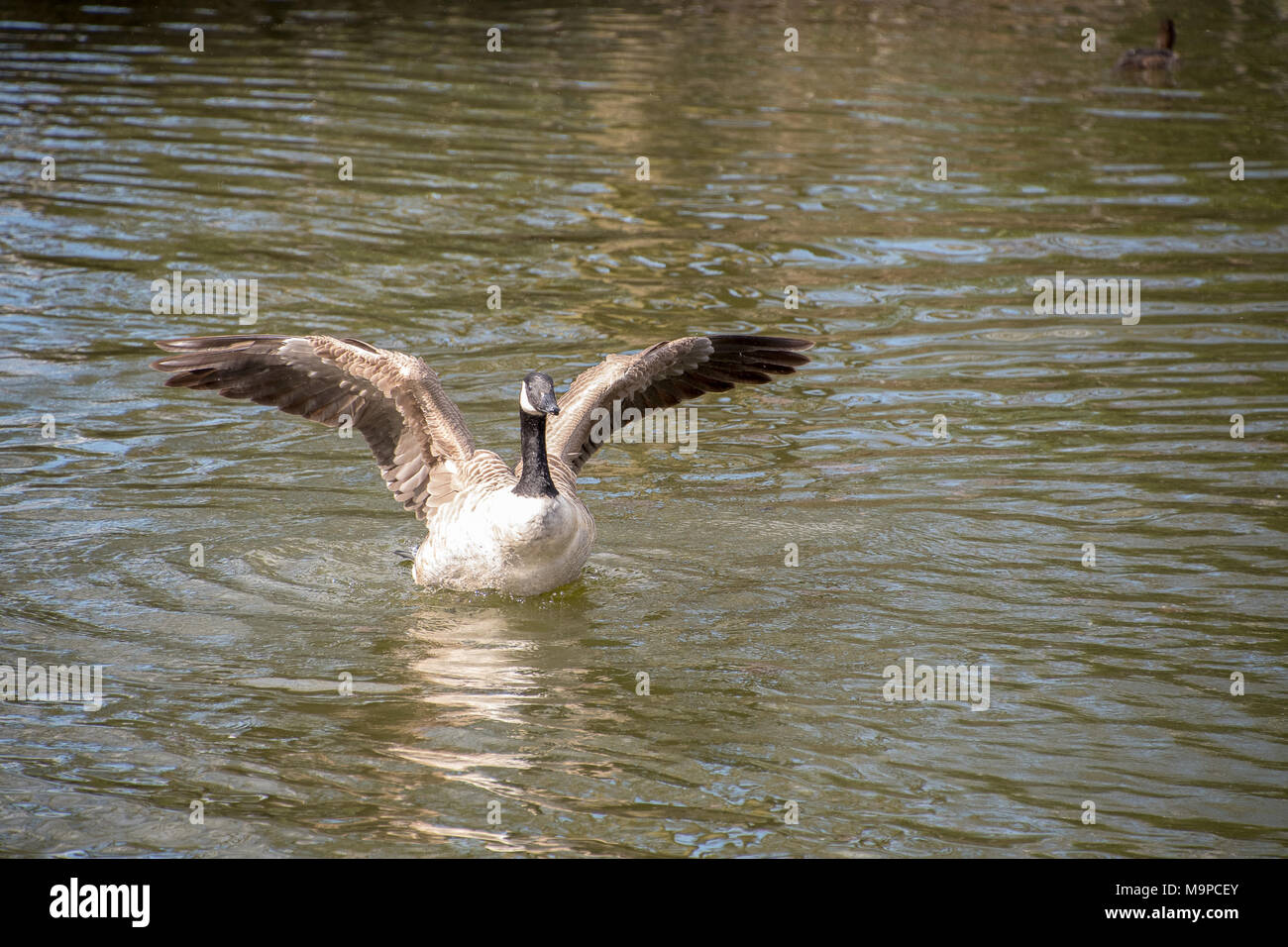 Canada goose on a lake with outstretched wings Stock Photo - Alamy