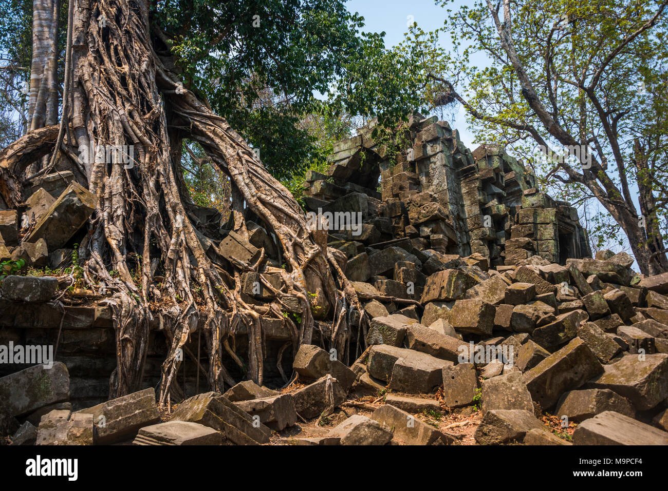 Tree-rooted Khmer Temple Ruin, Prasat Beng Mealea, Beng Mealea, Temple ...