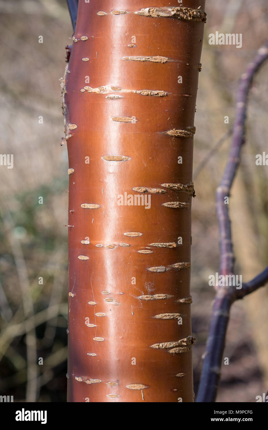 Chinese red birch betula albosinensis hi-res stock photography and ...