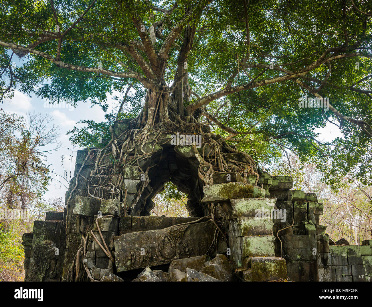 Tree grows on tree-rooted Khmer temple ruin, Prasat Beng Mealea, Beng ...