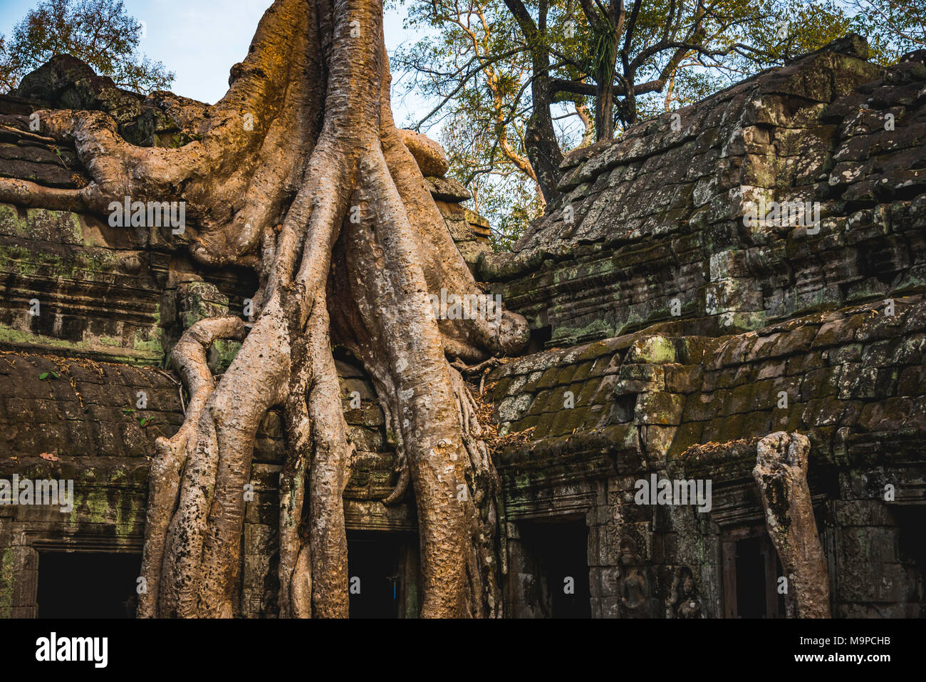 Huge roots of a tree (Tetrameles nudiflora) overgrowning ruins of Ta ...