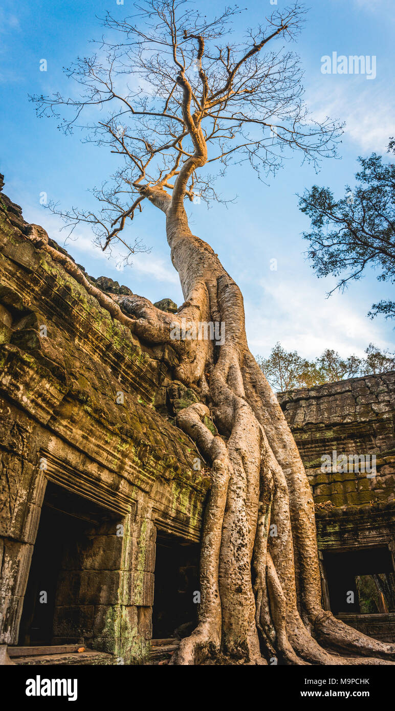 Huge roots of a tree (Tetrameles nudiflora) overgrowning ruins of Ta ...