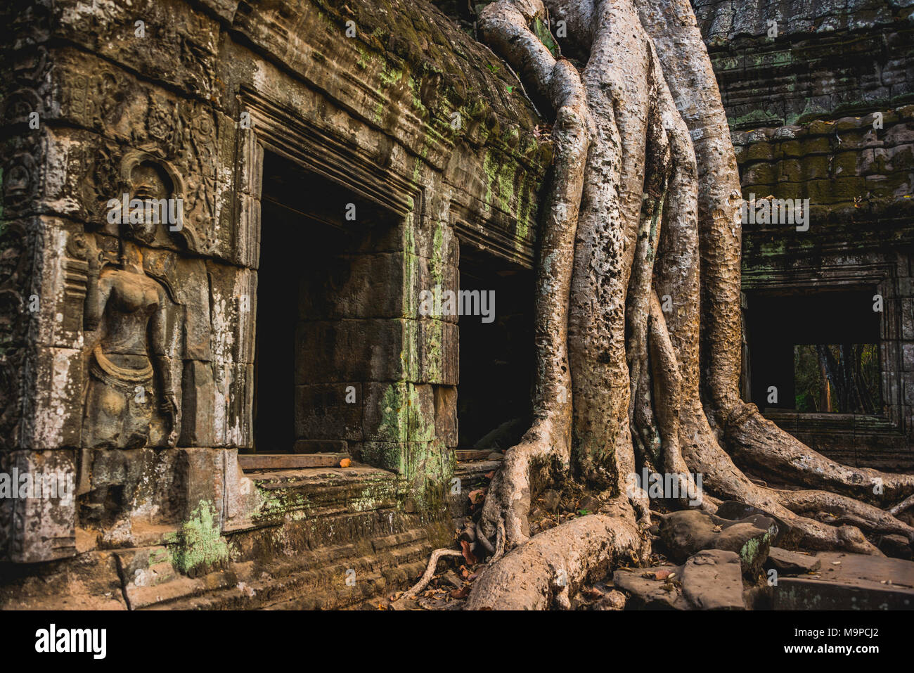 Huge roots of a tree (Tetrameles nudiflora) overgrowning ruins of Ta ...