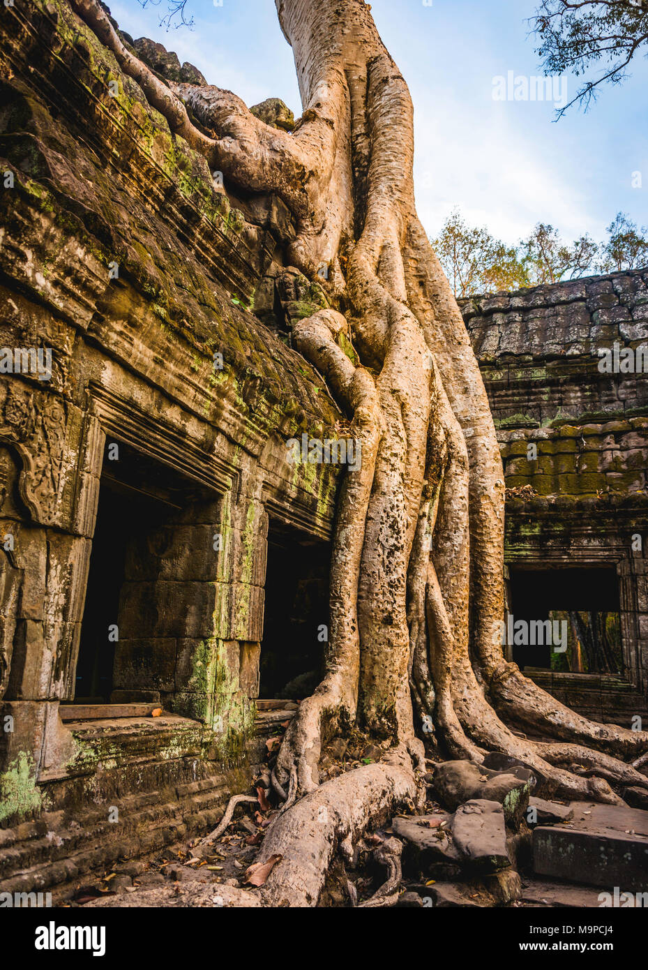 Huge roots of a tree (Tetrameles nudiflora) overgrowning ruins of Ta ...