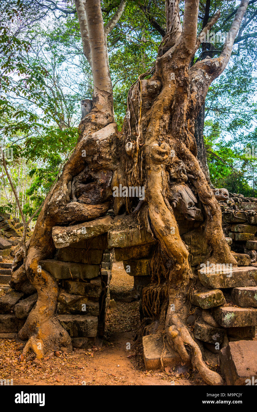 Huge tree roots grow on the ruins of a temple, Angkor Wat, Angkor ...