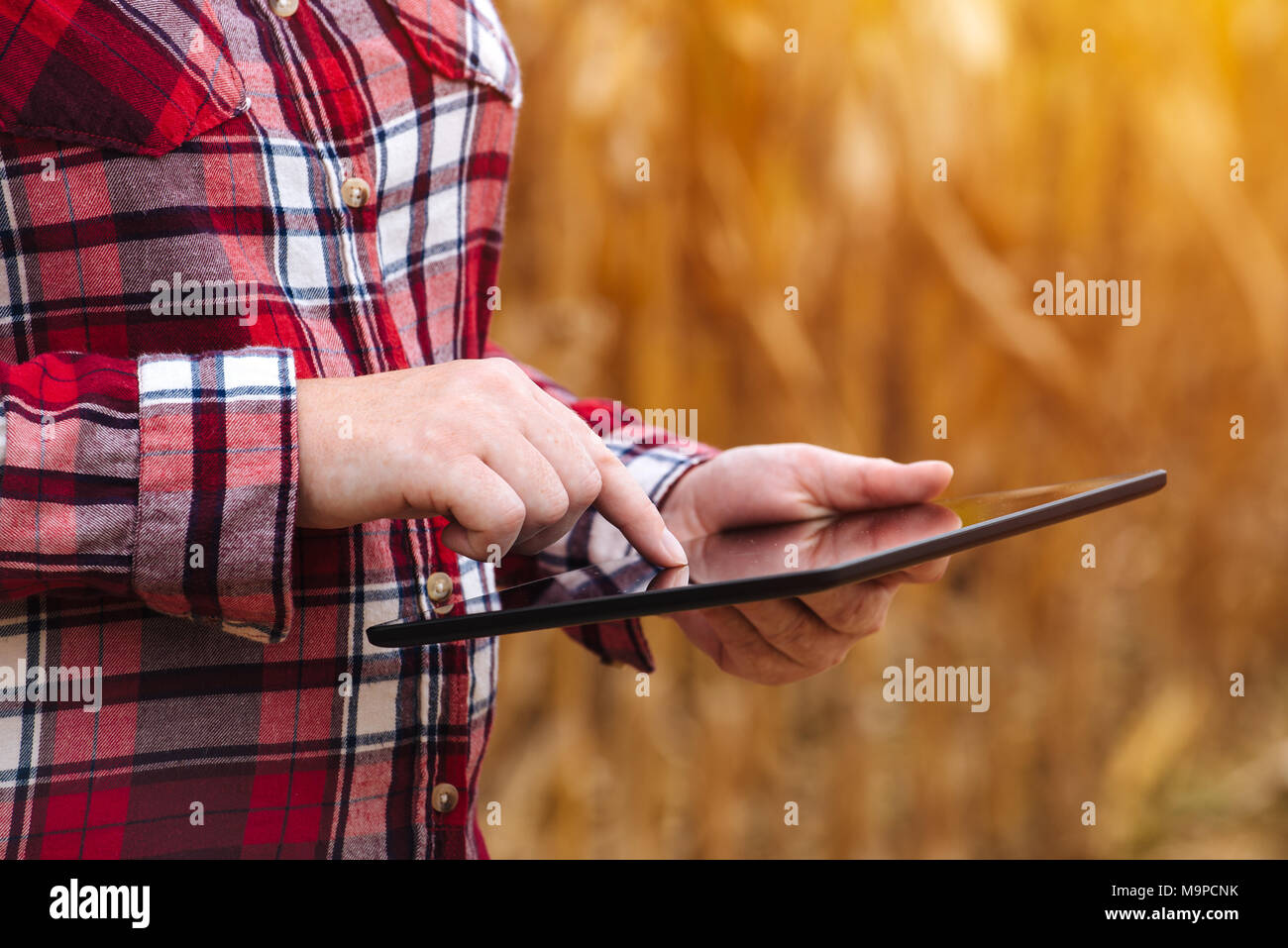 Agronomist farmer using tablet computer in corn field during harvest ...