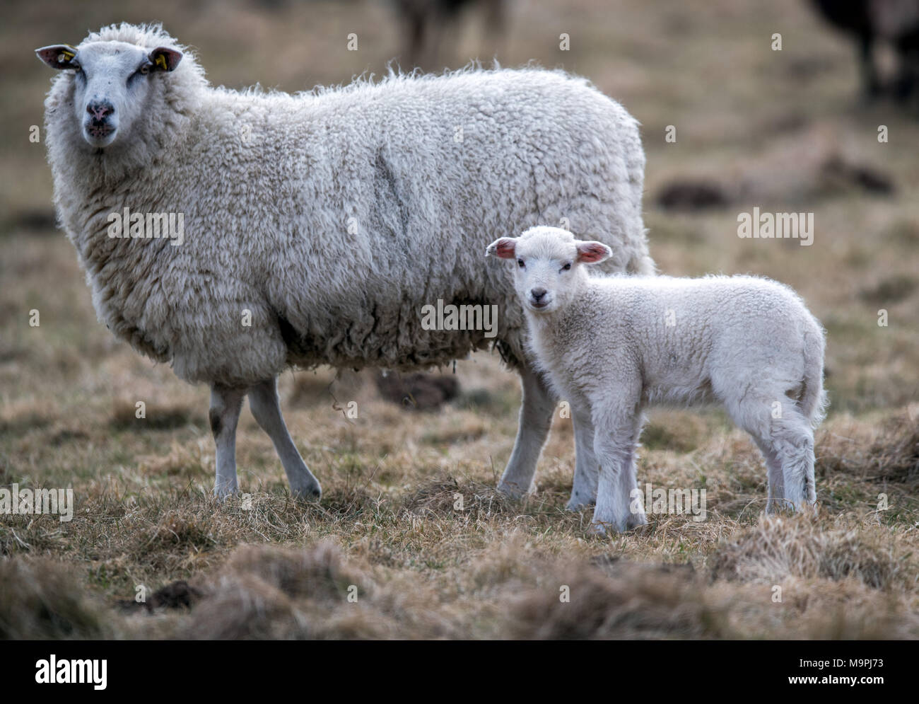 23 March 2018, Germany, Klein Salitz: A Sheep with its lamb standing on ...