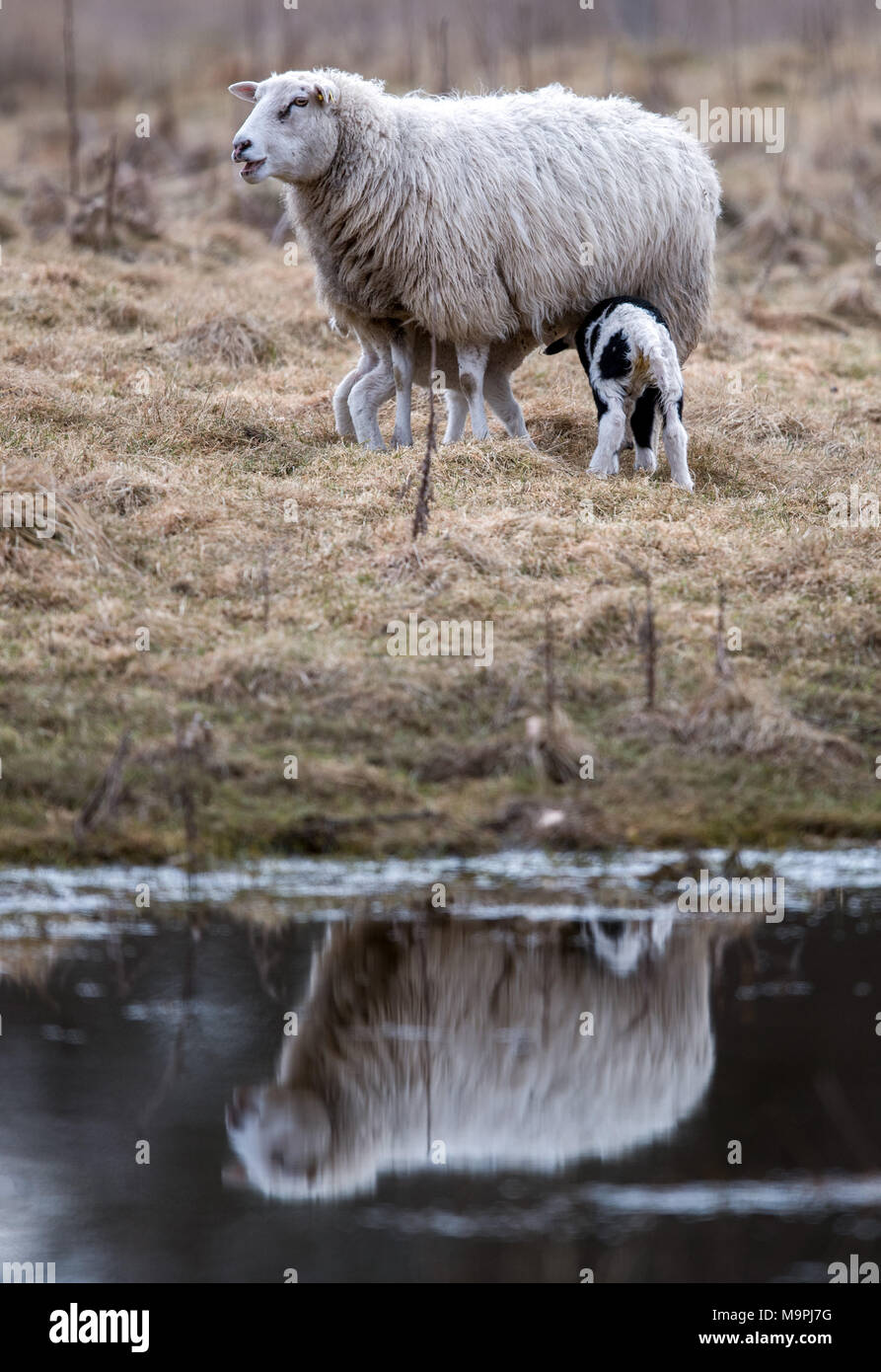 23 March 2018, Germany, Klein Salitz: A sheep with two lambs standing ...