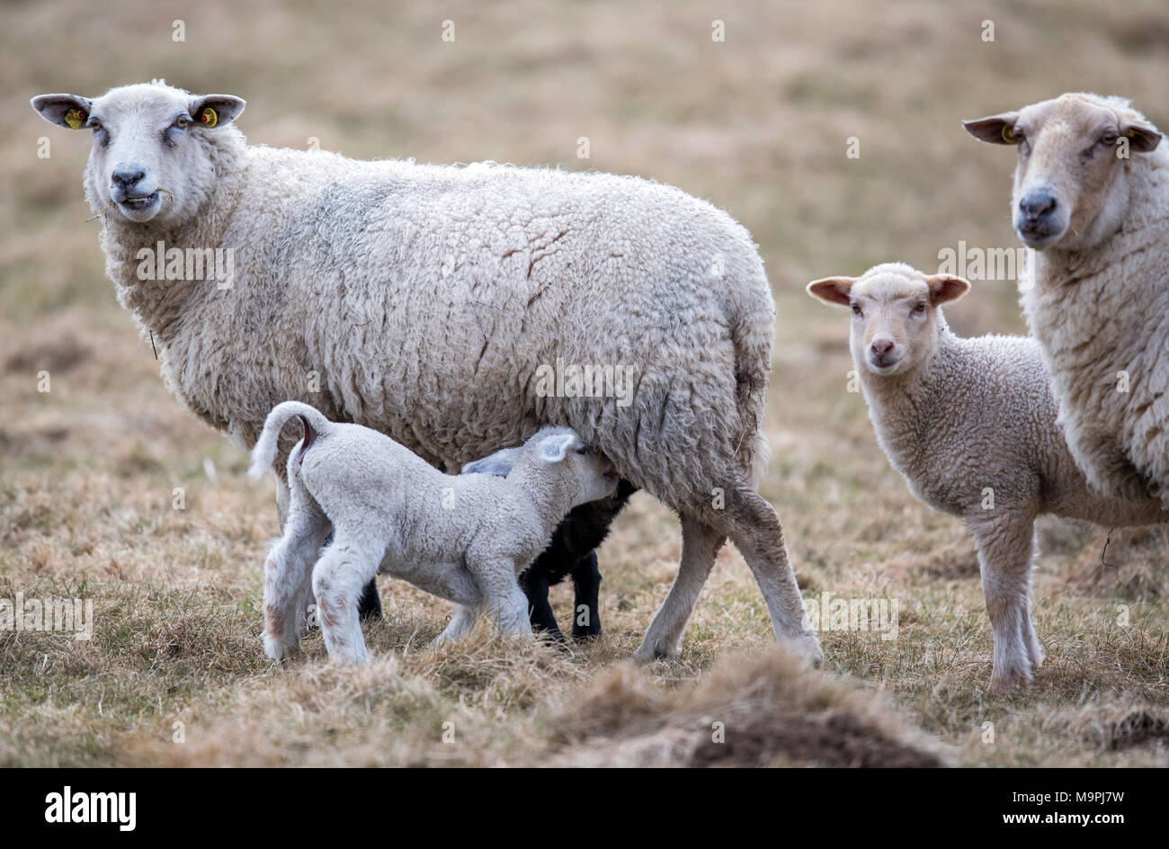 23 March 2018, Germany, Klein Salitz: Sheep and their lambs standing on ...