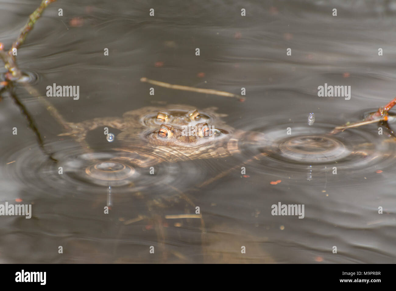Rain toad uk hi-res stock photography and images - Alamy