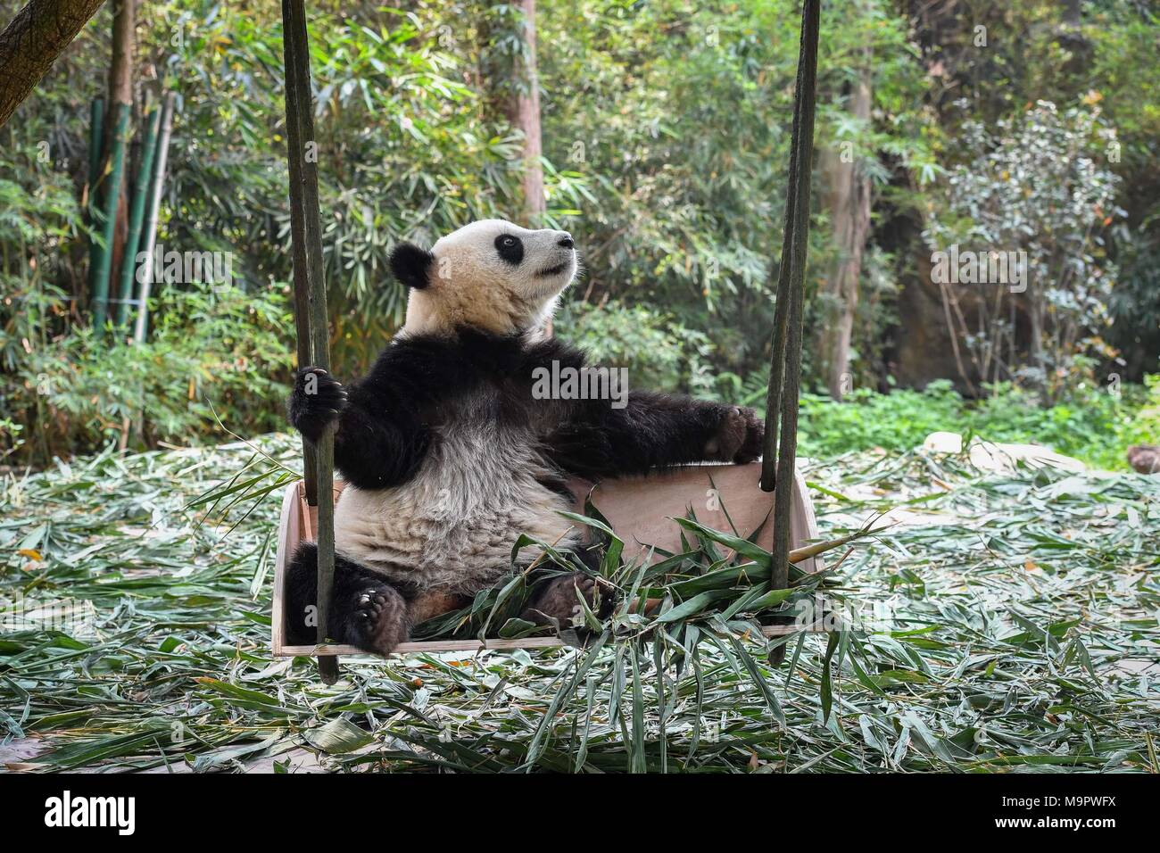 Guangzhou, China's Guangdong Province. 28th Mar, 2018. Giant panda cub ...