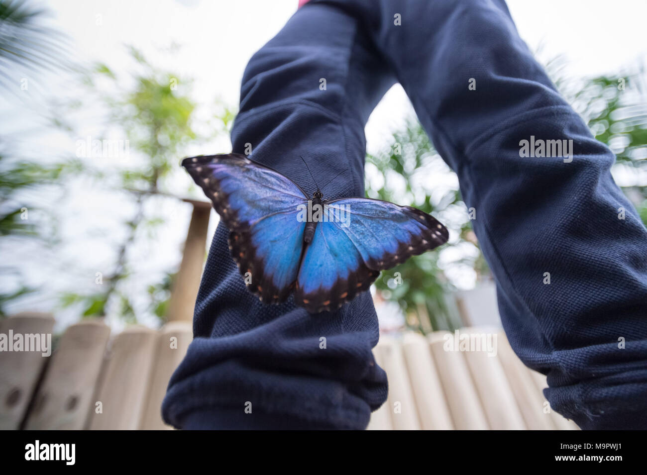 London, UK. 28th March, 2018. Live tropical butterflies fill the ...