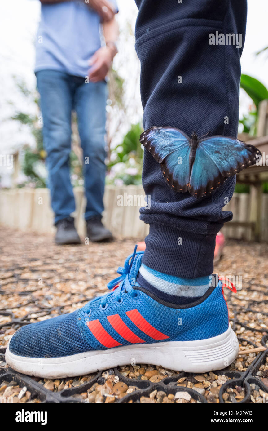London, UK. 28th March, 2018. Live tropical butterflies fill the ...
