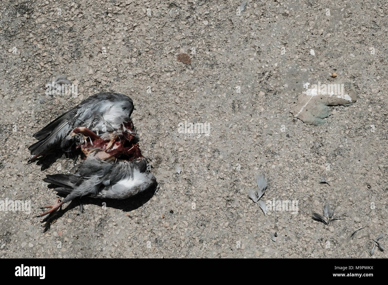 Dead dove hi-res stock photography and images - Alamy