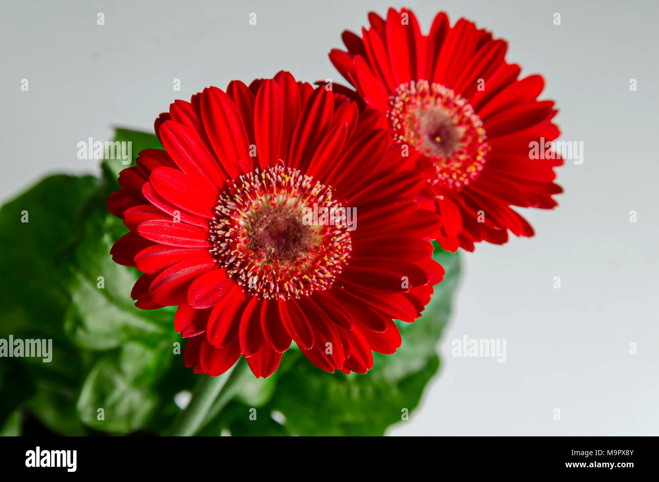 Gerber flower hi-res stock photography and images - Alamy