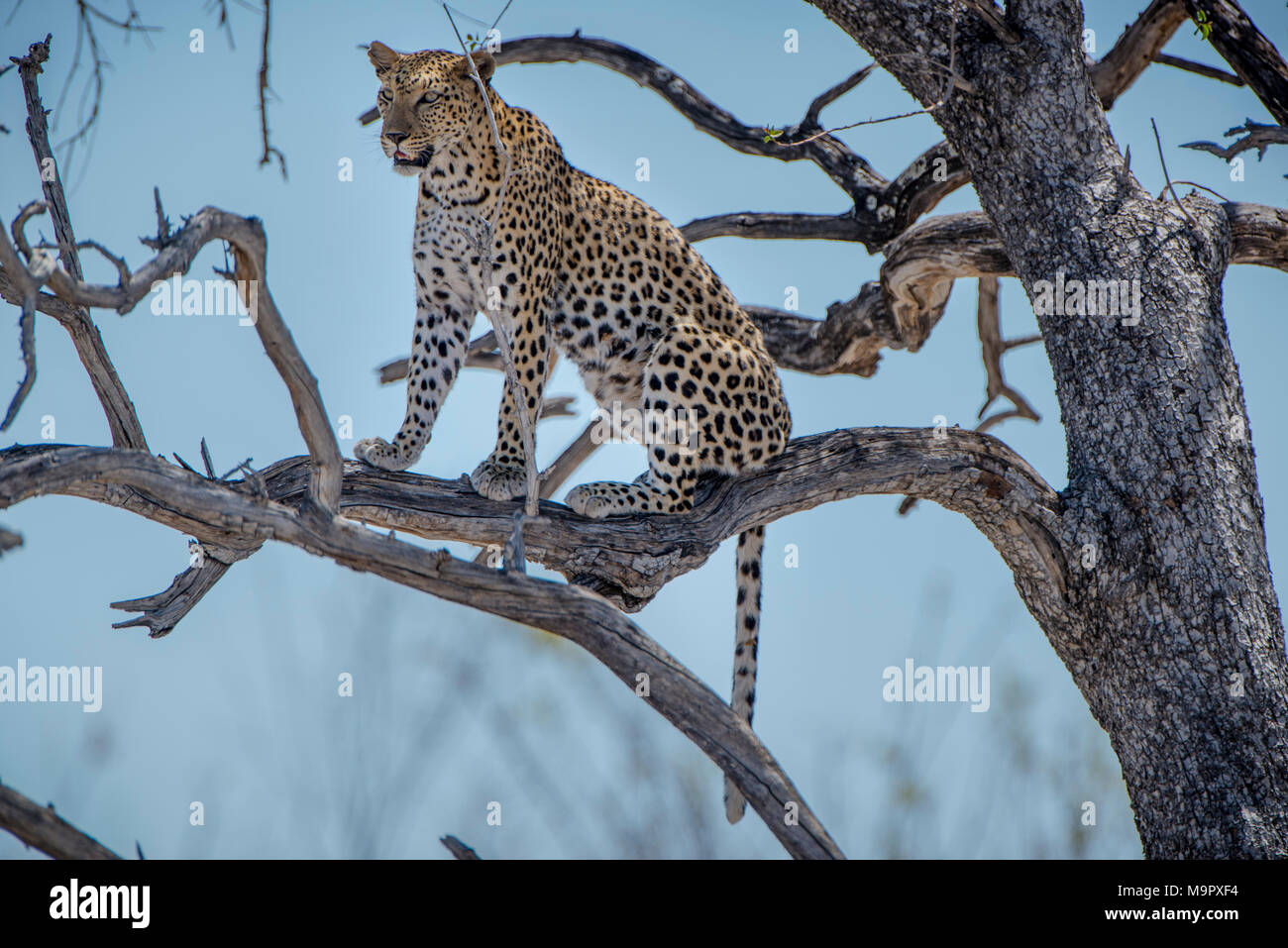 Leopard on a tree etosha hi-res stock photography and images - Alamy