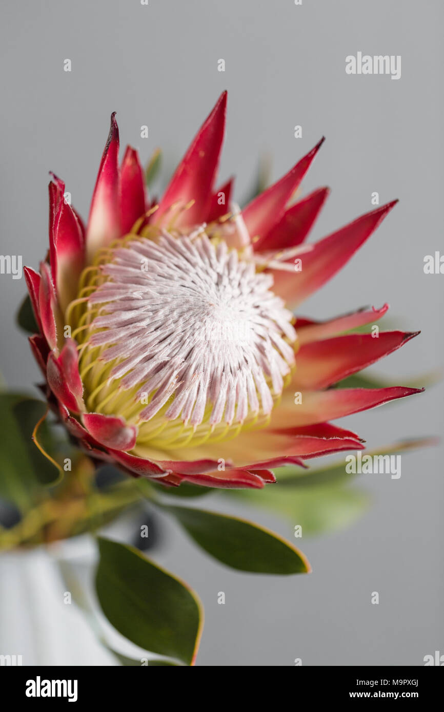 Queen protea hi-res stock photography and images - Alamy