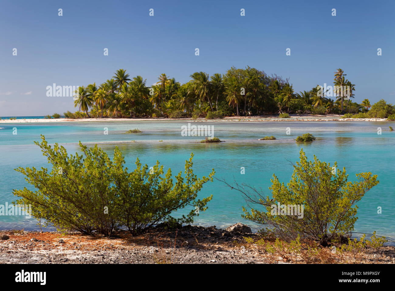 Island landscape, bush, palm trees, lagoon, Tikehau Atoll, Tuamotu ...