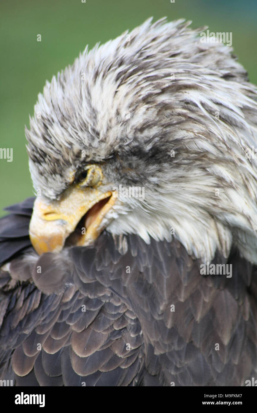Eagle feathers hi-res stock photography and images - Alamy