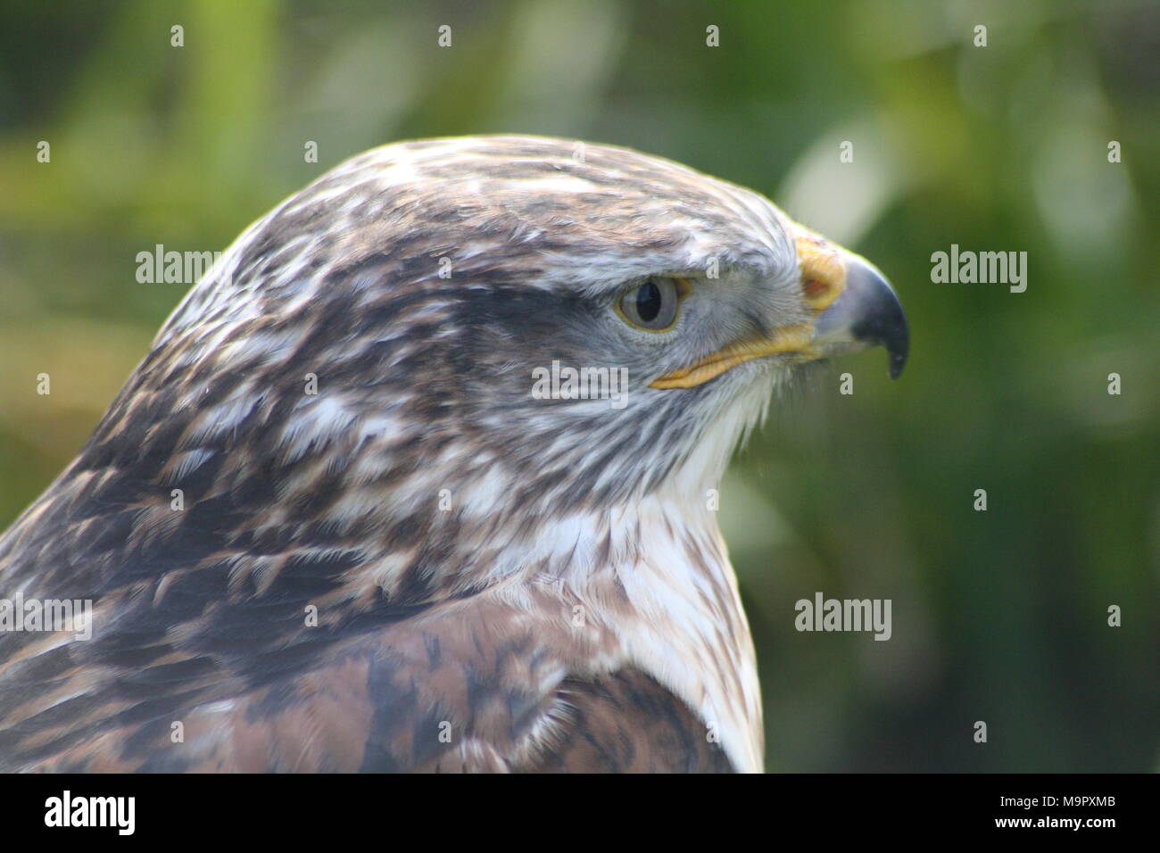 Hawk eyes hi-res stock photography and images - Alamy