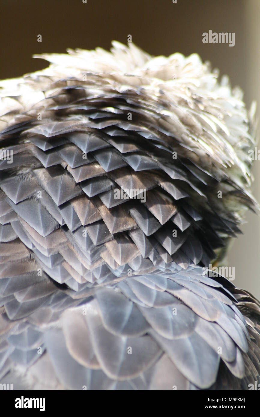 African Eagle Feathers