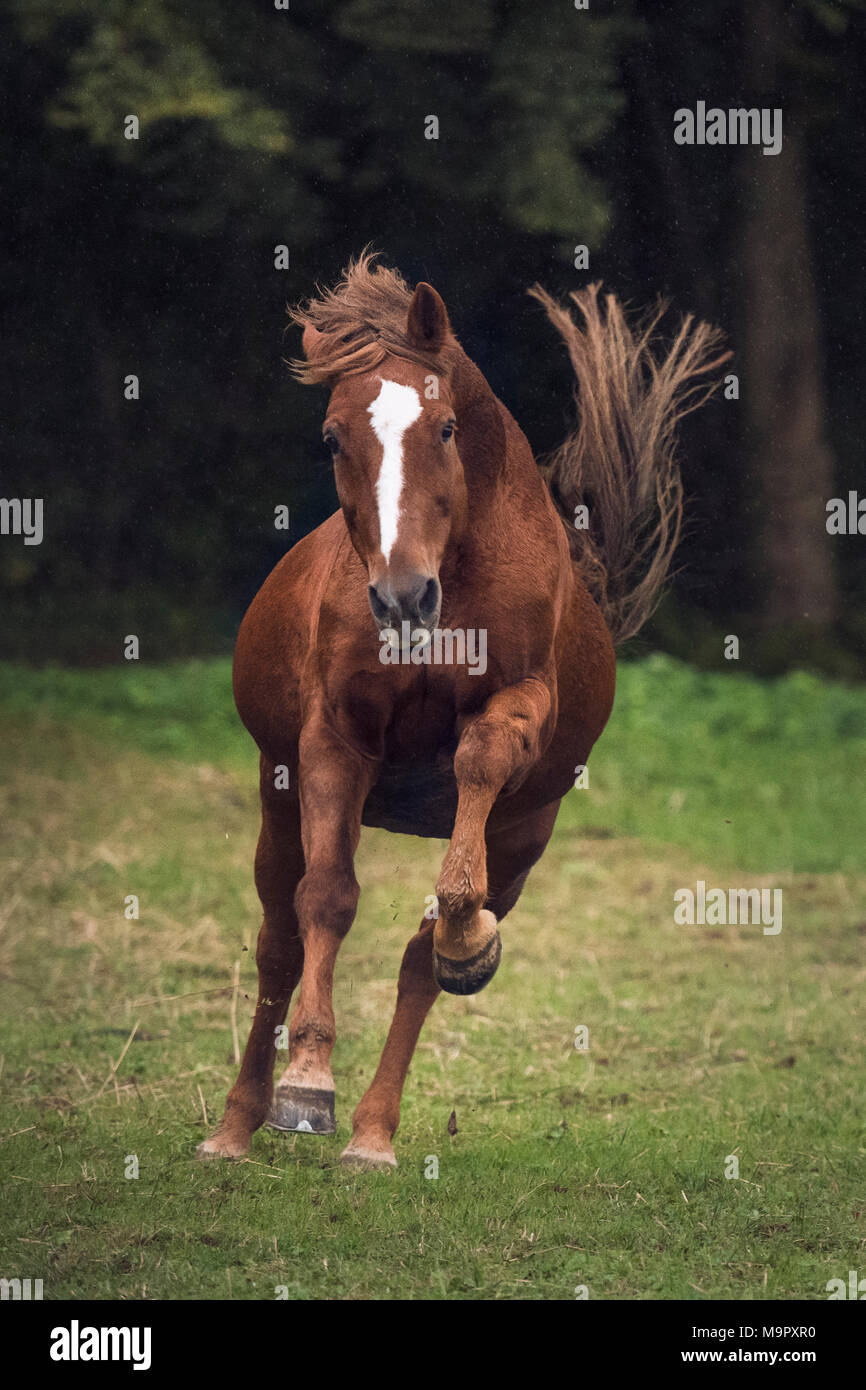 Horse (Equus) gallops in the rain over the meadow, Switzerland Stock ...