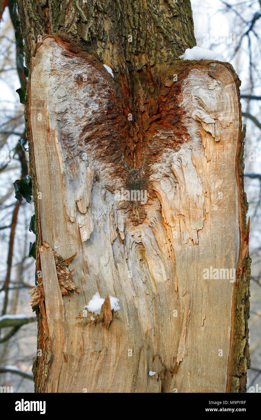 Wounded tree trunk due to broken branch, Biosphere Reserve Middle Elbe ...