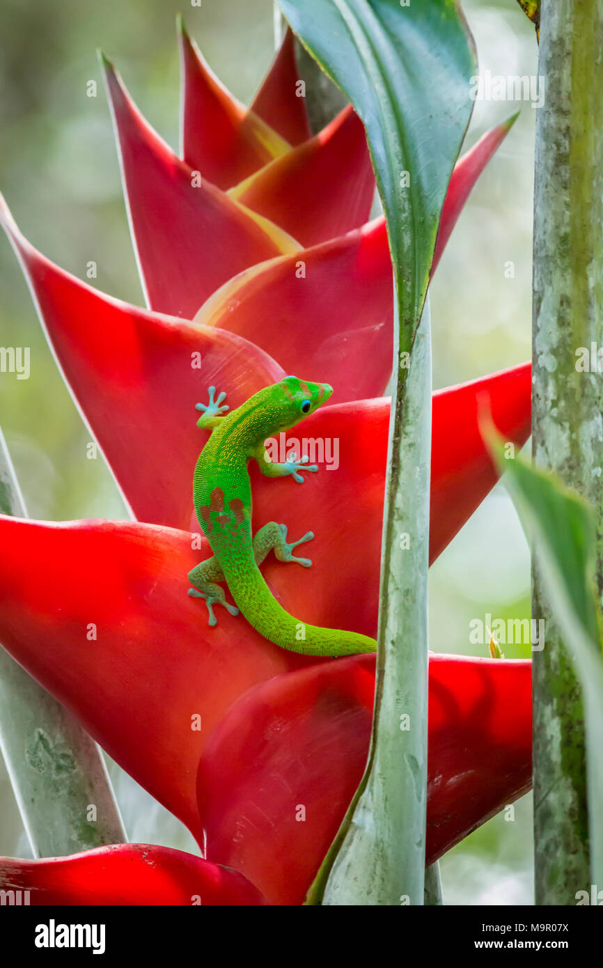 Gecko on flower hi-res stock photography and images - Alamy