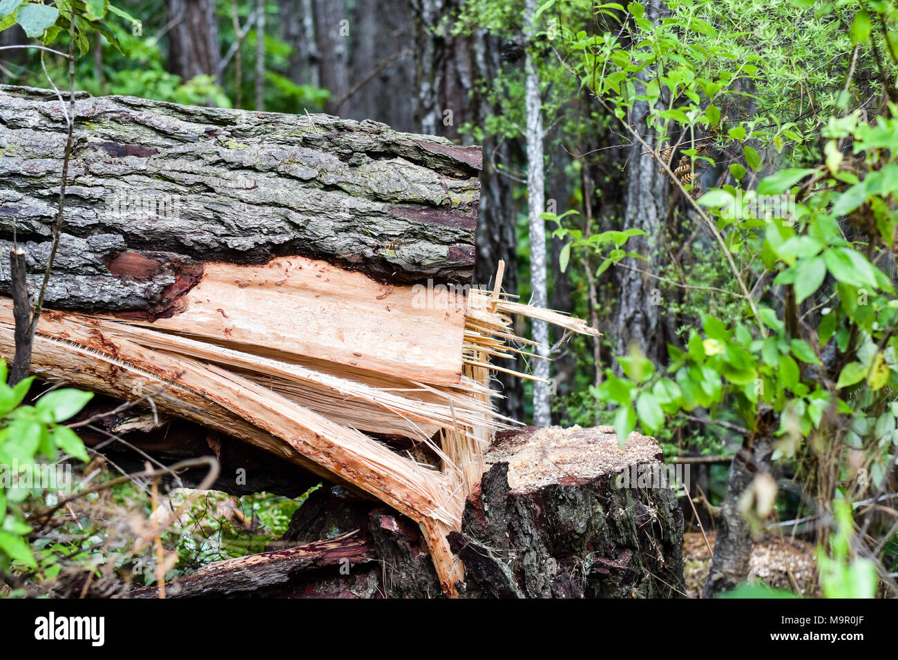 Pinus radiata new zealand hi-res stock photography and images - Alamy