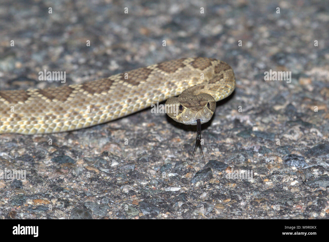 Mojave rattlesnake crossing a paved road Stock Photo - Alamy