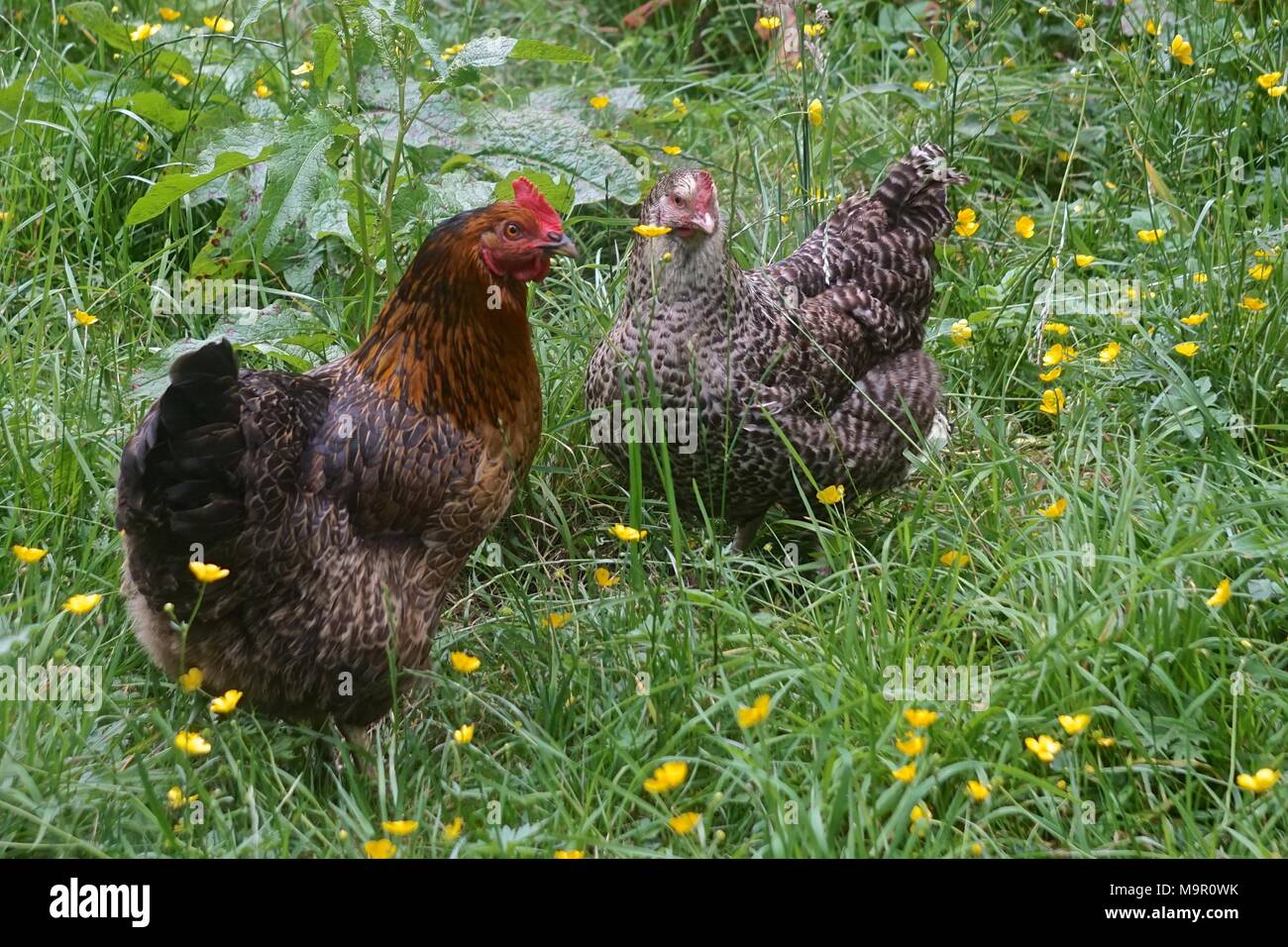 Scots Grey cock and hen in a field with yellow wildflowers. The Scots ...