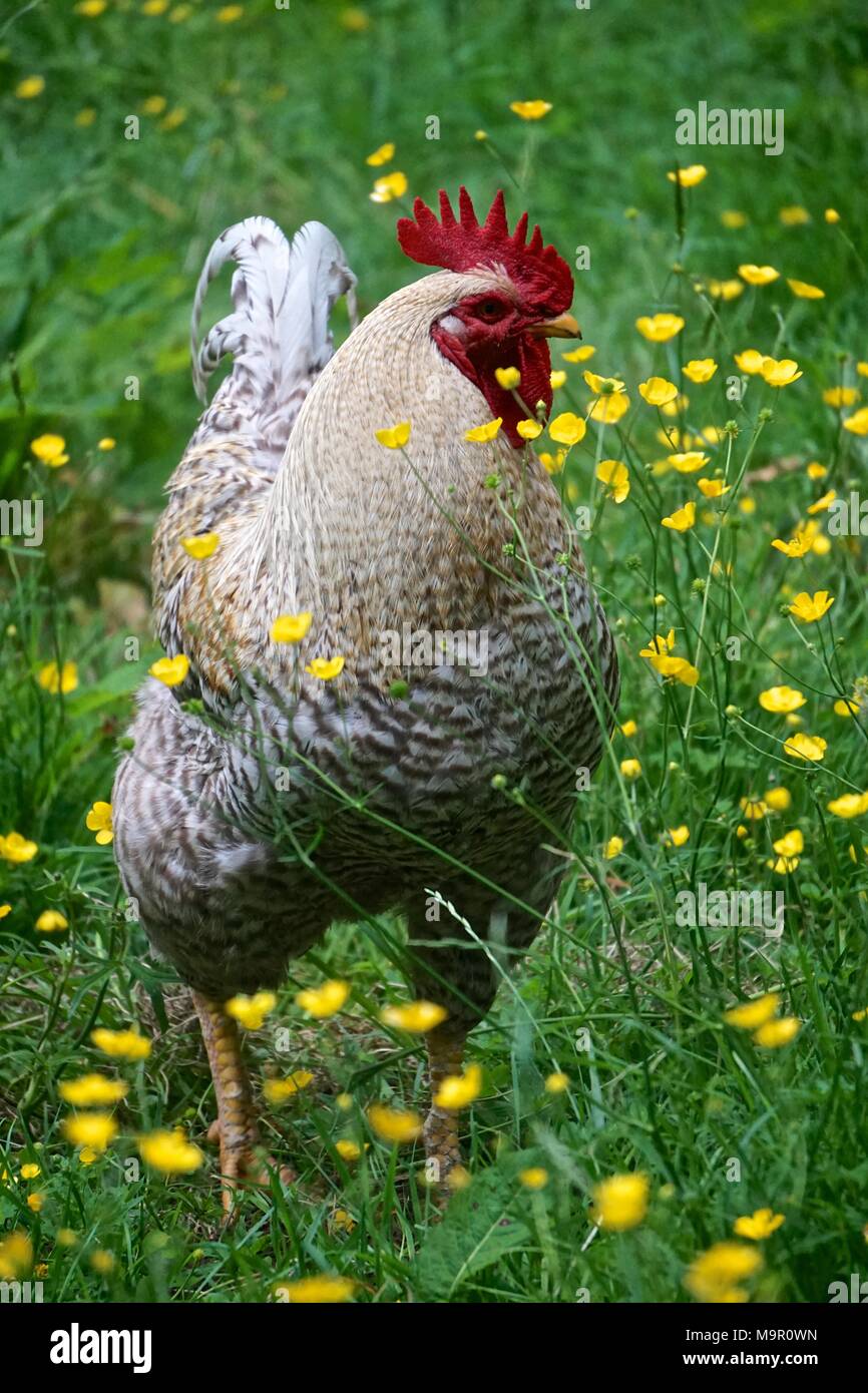 Scots Dumpy cock in a field with yellow wildflowers. The Scots Dumpy is ...