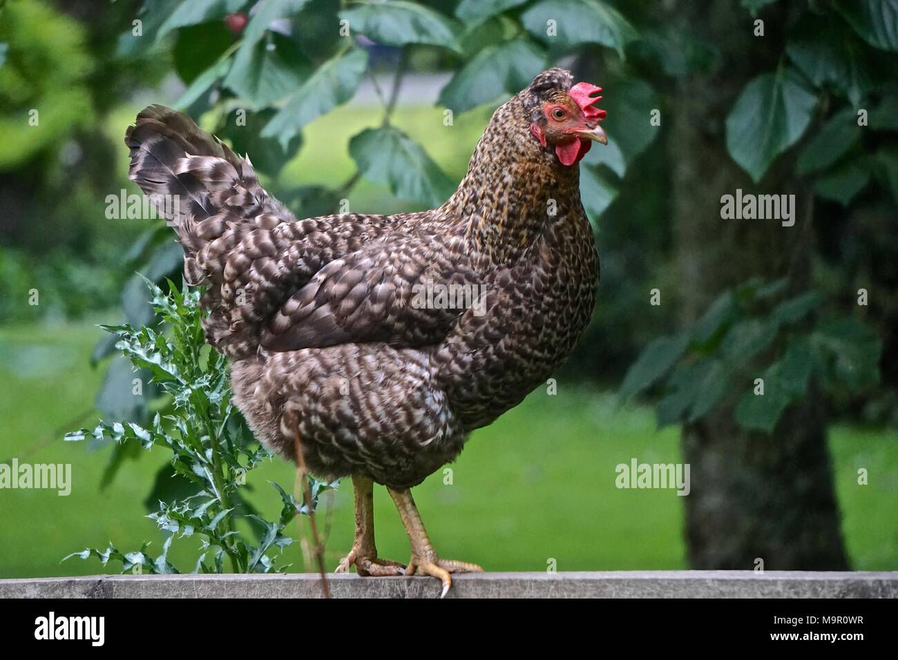 Scots Grey cock strutting on a wooden fence rail. The Scots Grey is a ...