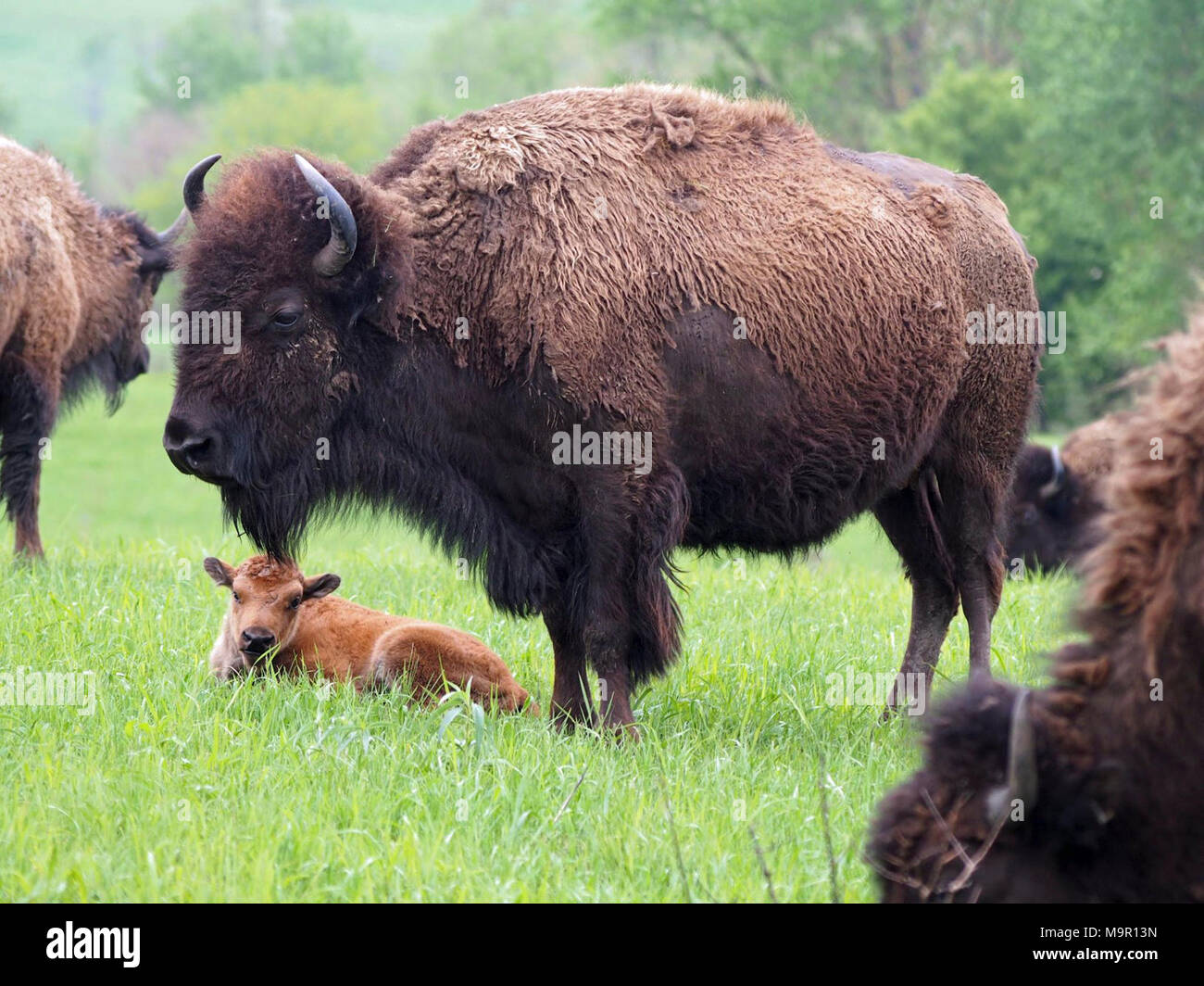 Bison Calf. Bison Calf Stock Photo - Alamy
