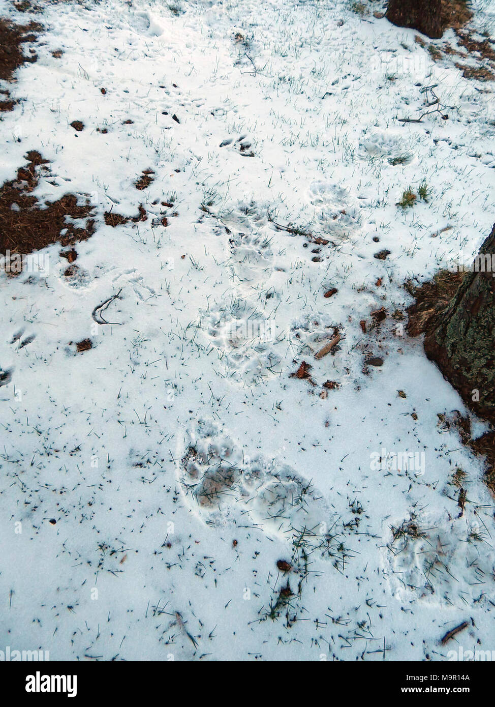 Black Bear Tracks. Black Bear Tracks Stock Photo - Alamy