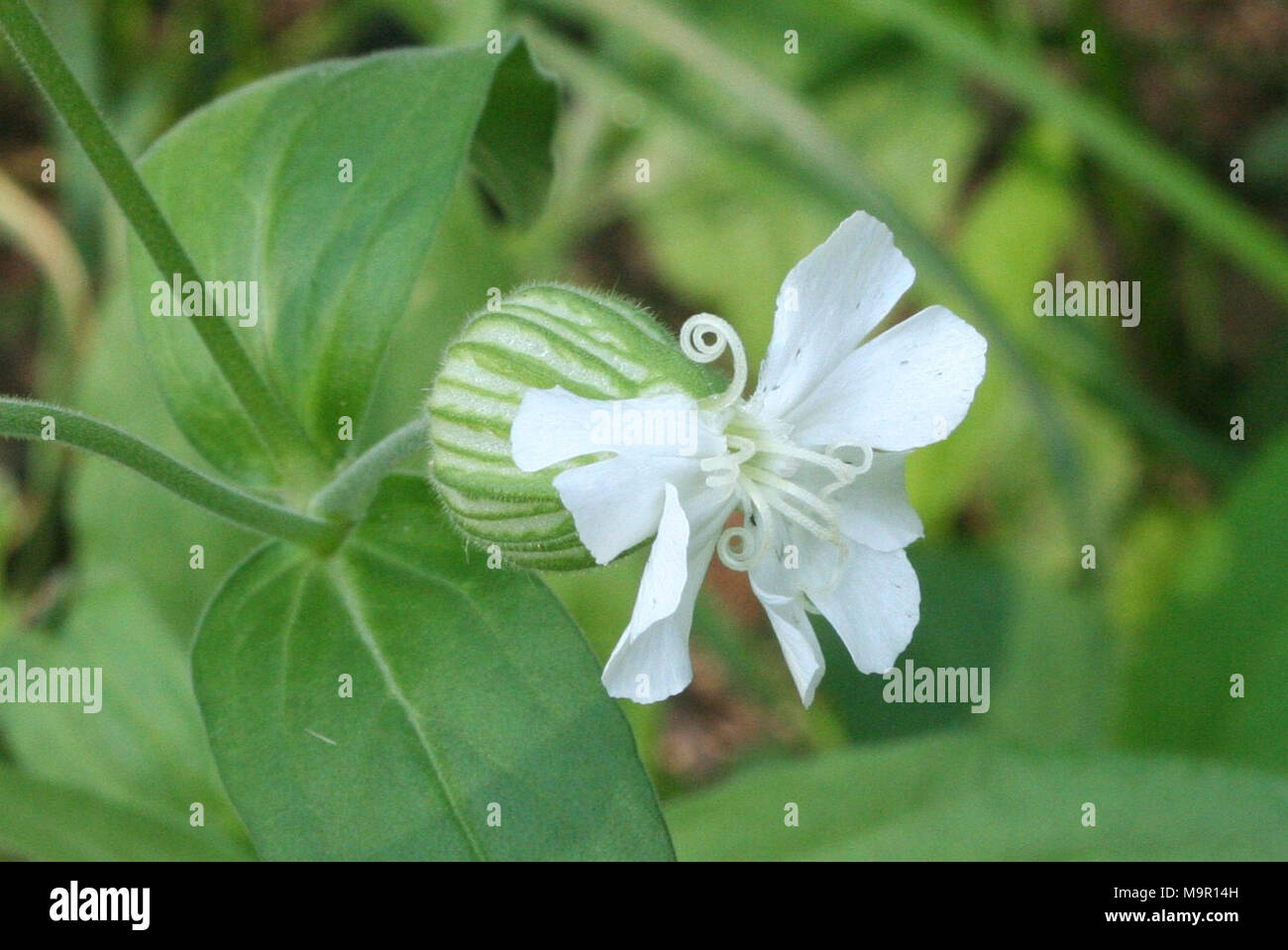 Bladder Campion. Bladder Campion Stock Photo - Alamy