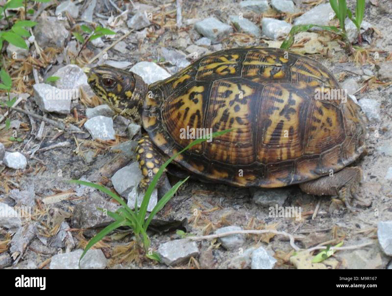 Box Turtle. Box Turtle Stock Photo - Alamy