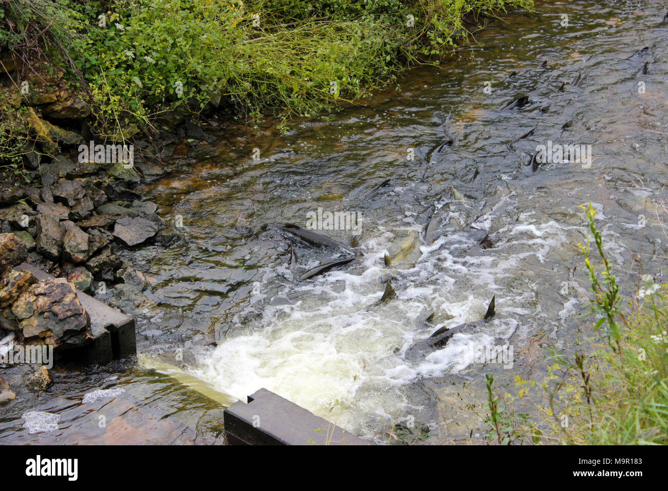Chinook Salmon Push Their way Upstream to Spawn. Chinook Salmon Push ...