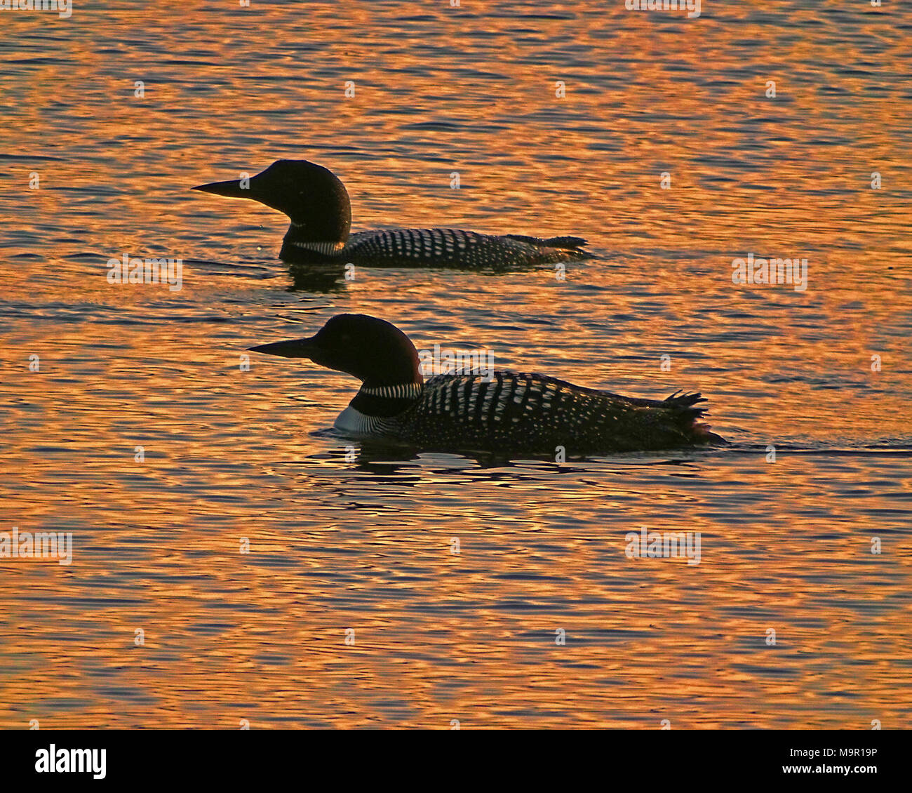 Common Loons. Common Loons Stock Photo - Alamy