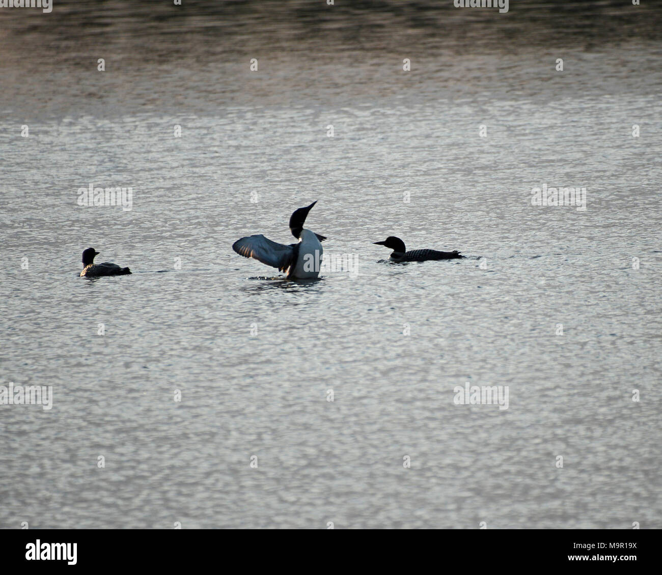 Common Loons. Common Loons Stock Photo - Alamy