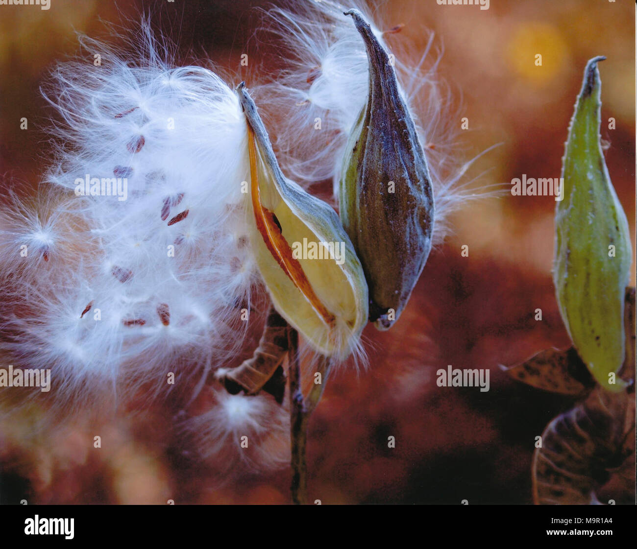 Common Milkweed Seed Pods. Common Milkweed Seed Pods Stock Photo - Alamy