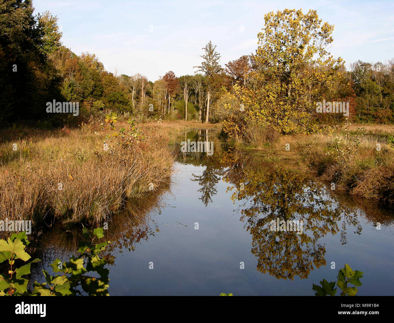 Cow Creek, Mingo National Wildlife Refuge. Cow Creek, Mingo National ...
