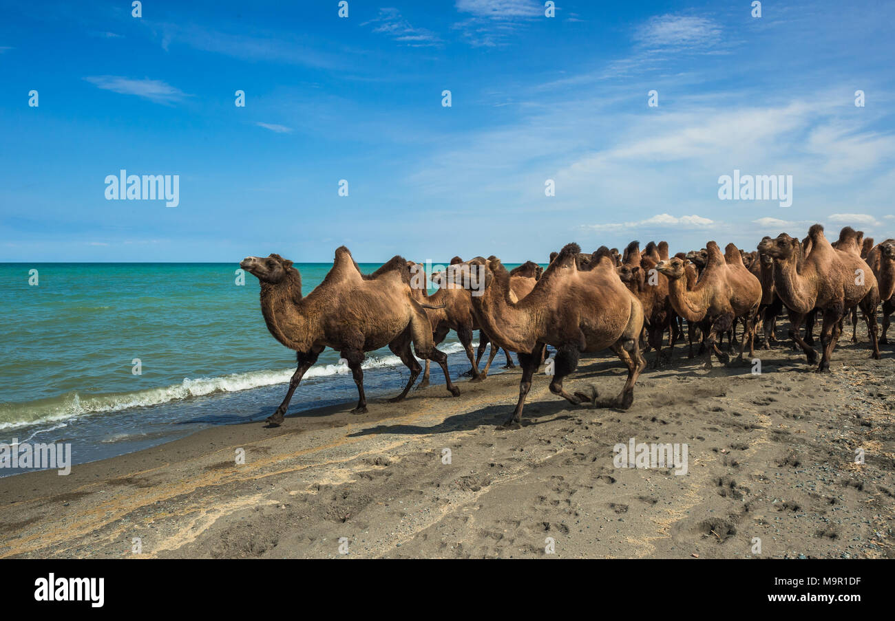 Camelus Stock Photos & Camelus Stock Images - Alamy