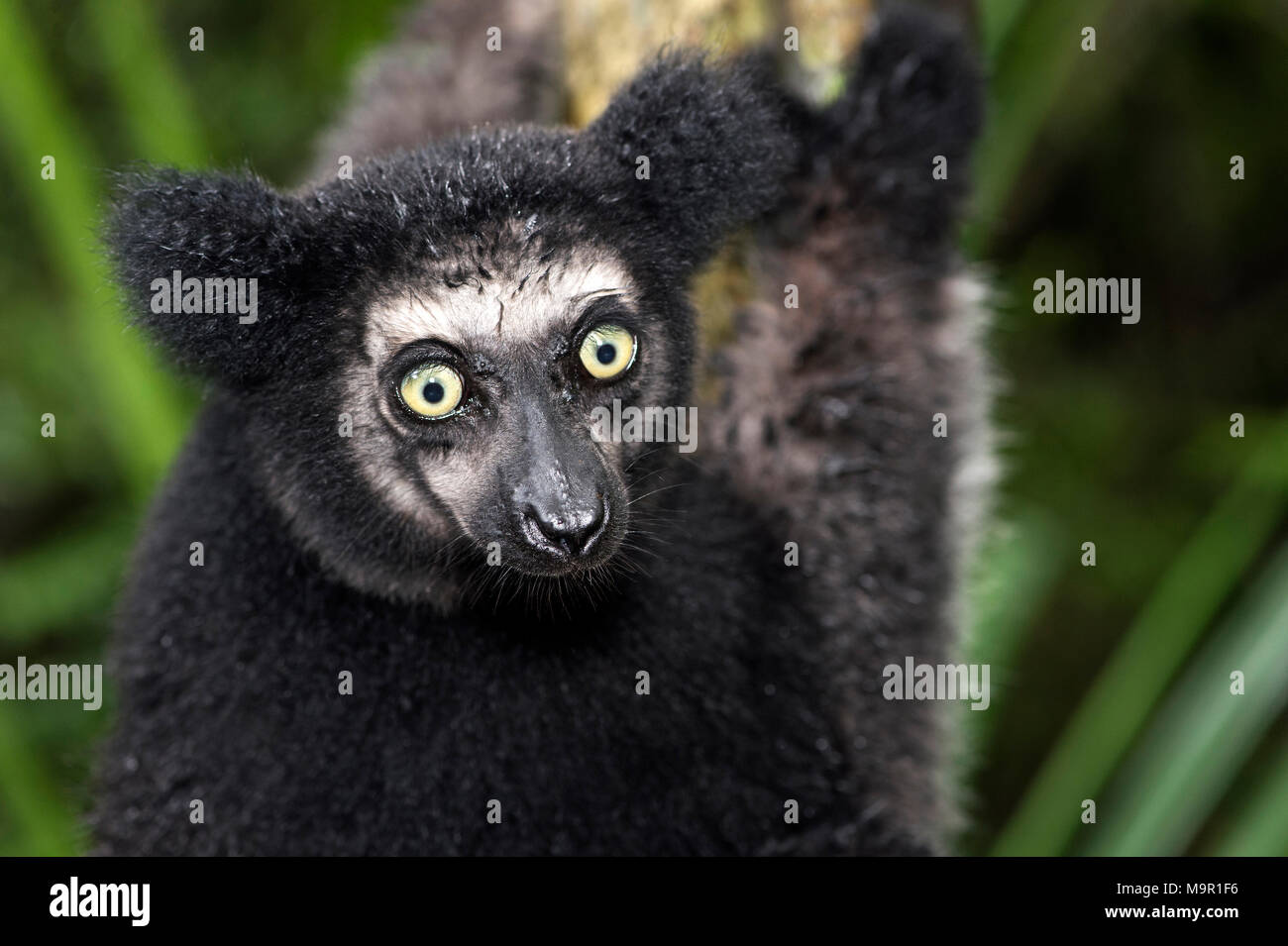 Indri (Indri indri), animal portrait, Ankanin Ny Nofy, Madagascar Stock ...